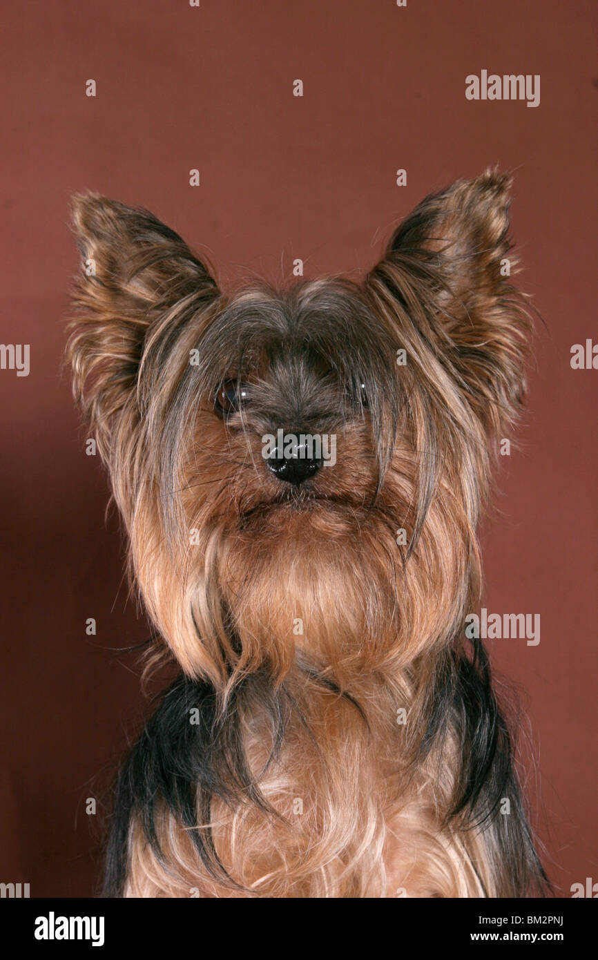 Yorkshire Terrier Portrait Stock Photo - Alamy