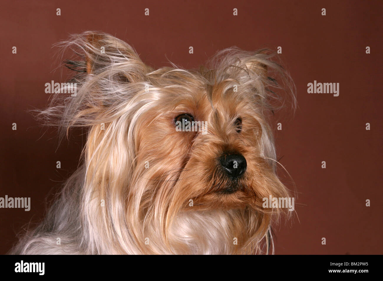 Yorkshire Terrier Portrait Stock Photo - Alamy