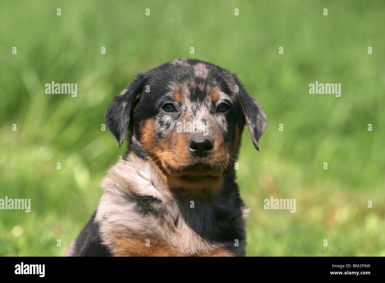 Portrait beauceron puppy hi-res stock photography and images - Alamy