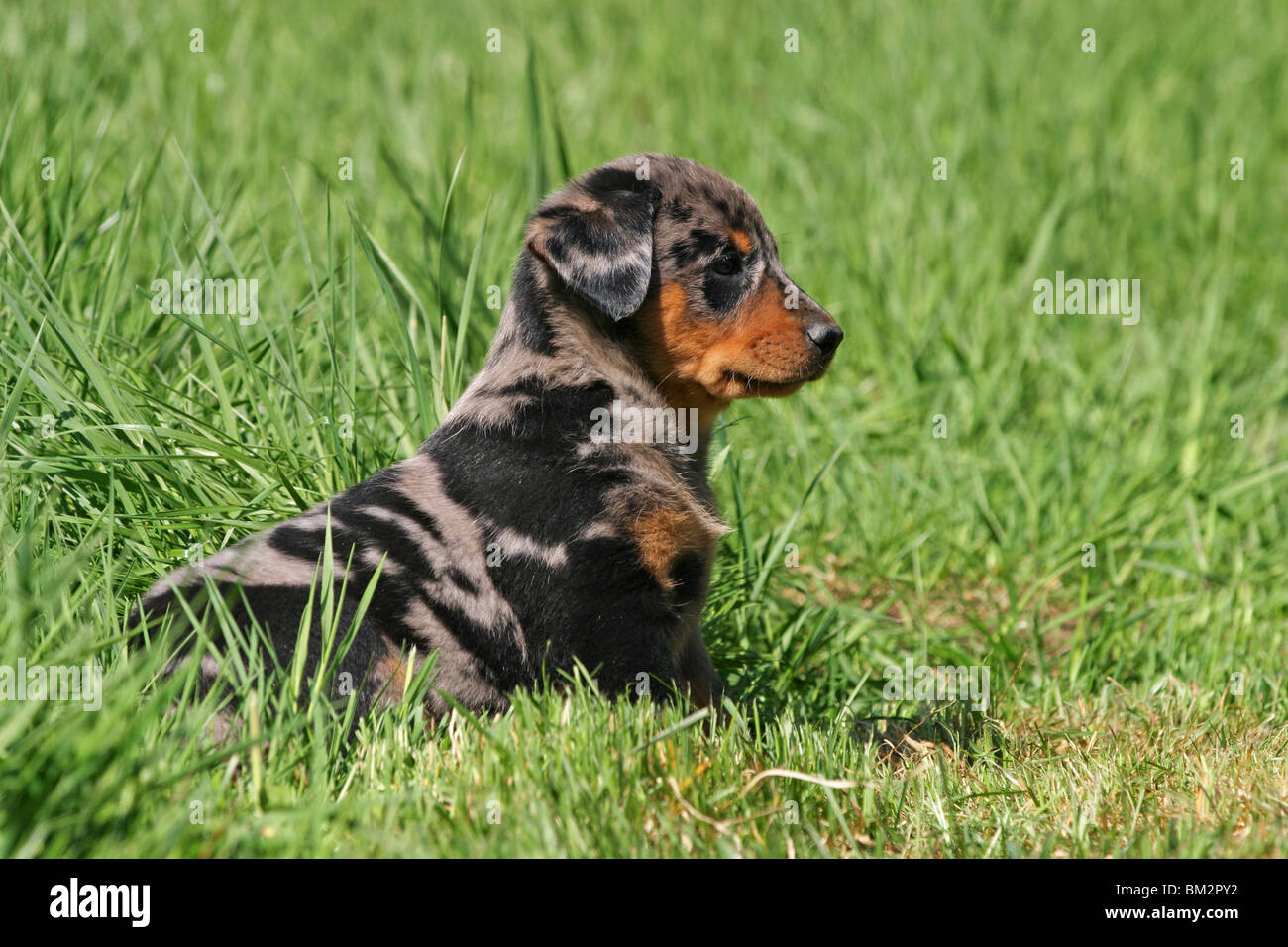 Blue merle welpen hi-res stock photography and images - Alamy
