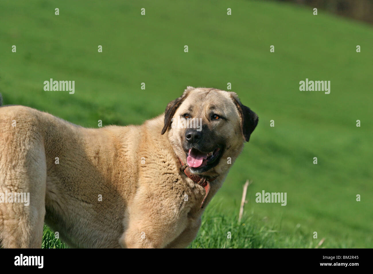 Sivas Kangal Portrait Stock Photo - Alamy