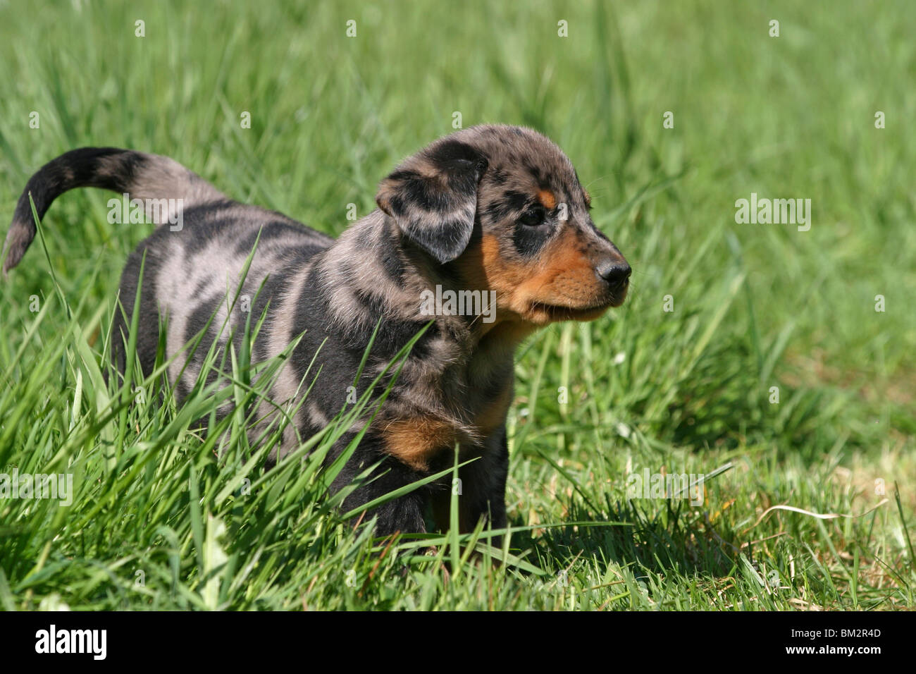 Blue merle welpen hi-res stock photography and images - Alamy