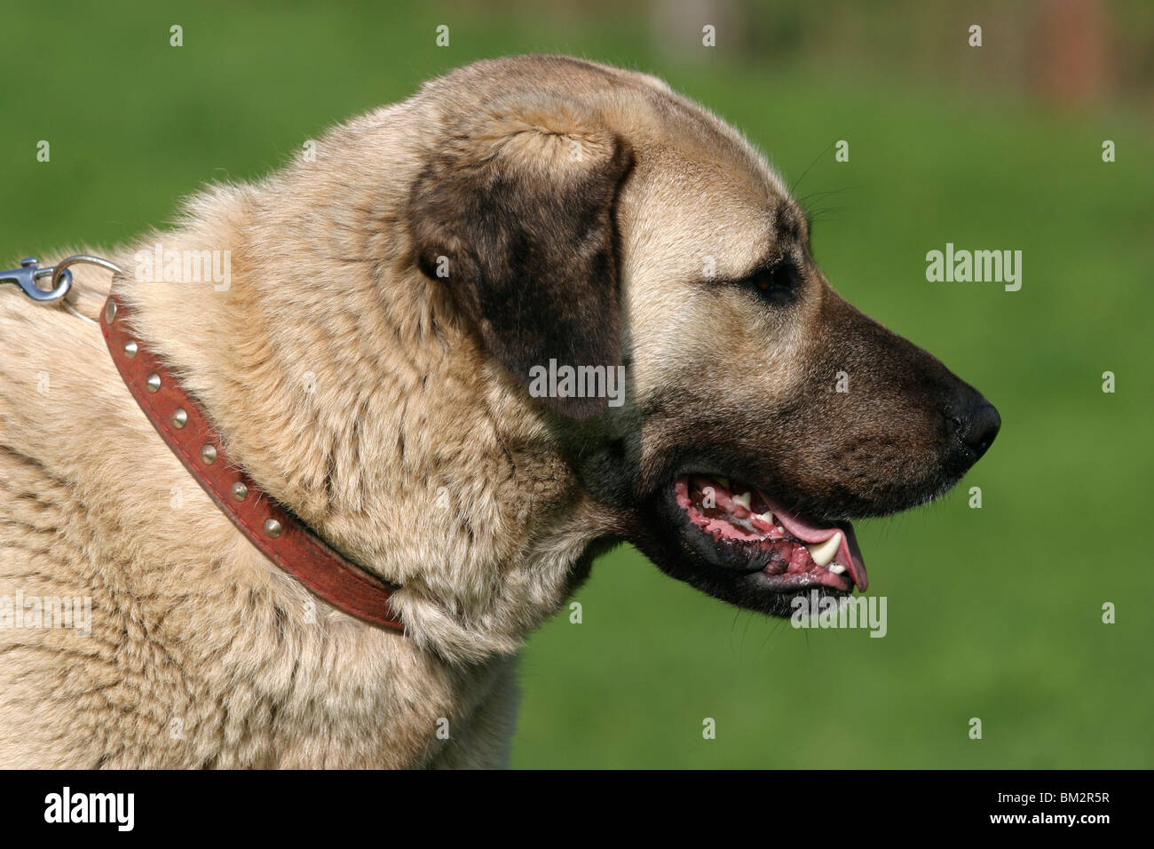 Kangals High Resolution Stock Photography and Images - Alamy