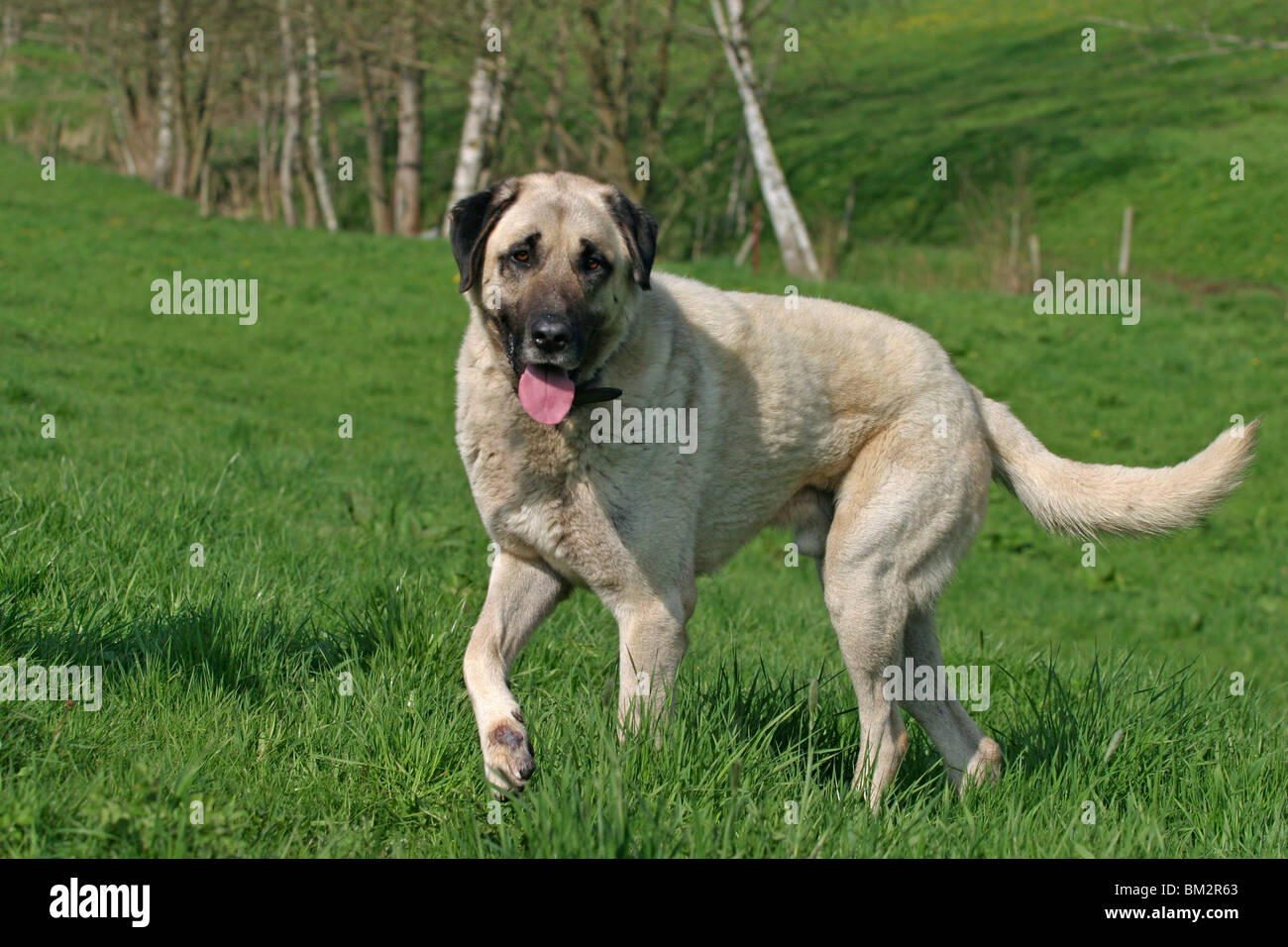 stehender / standing Sivas Kangal Stock Photo - Alamy