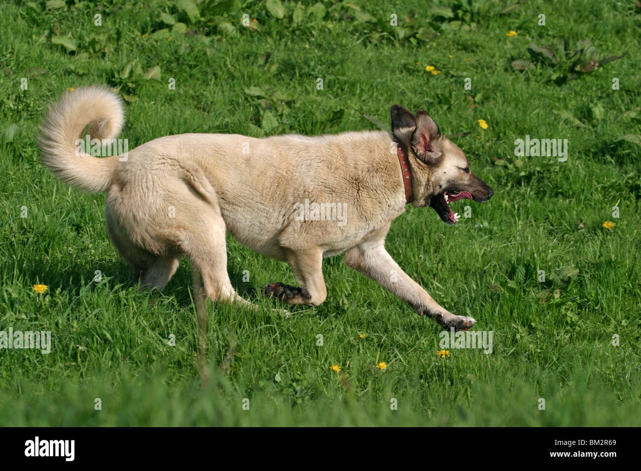 Kangals hi-res stock photography and images - Alamy