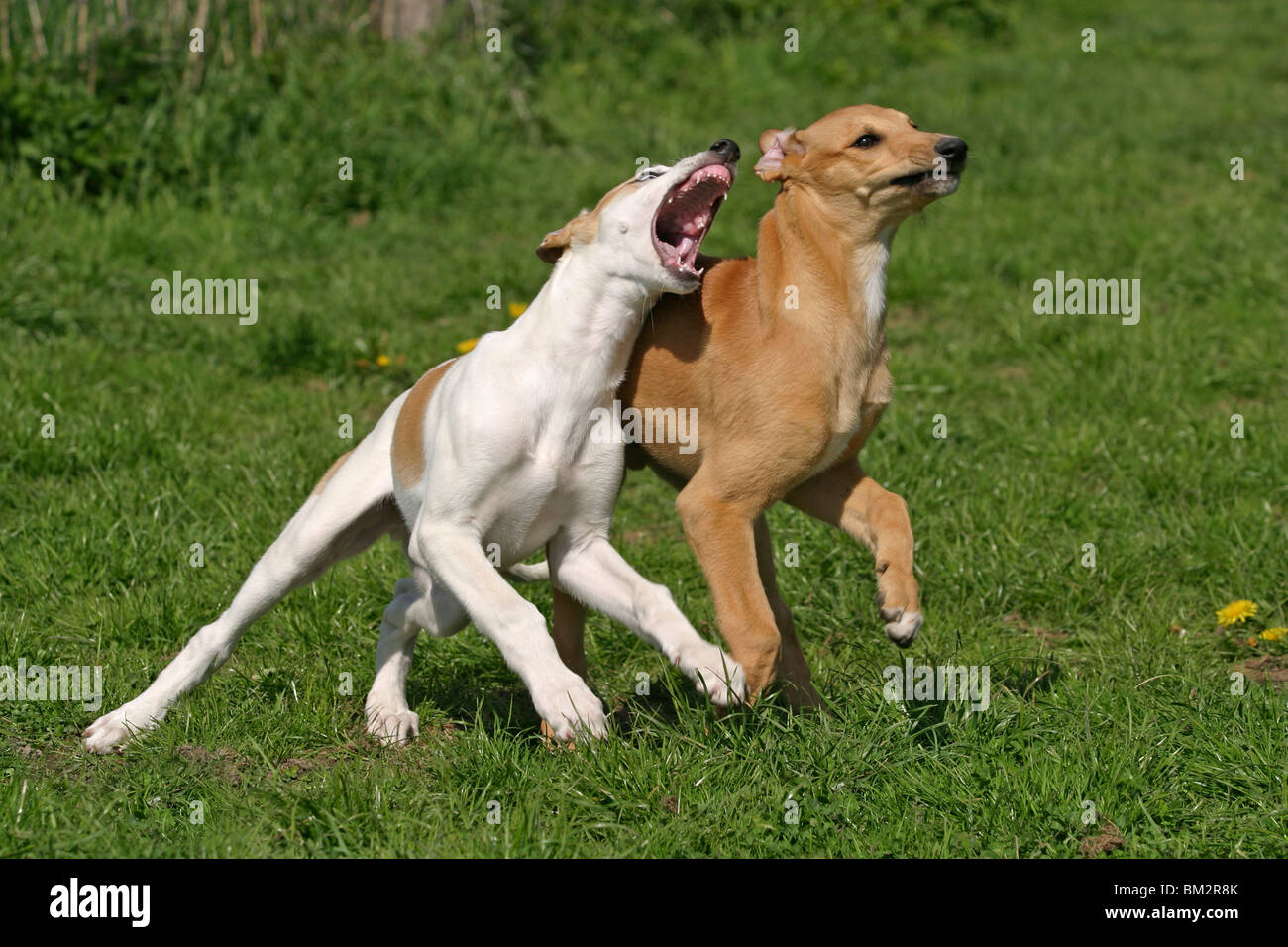 spielende Greyhound Welpen / playing puppies Stock Photo - Alamy