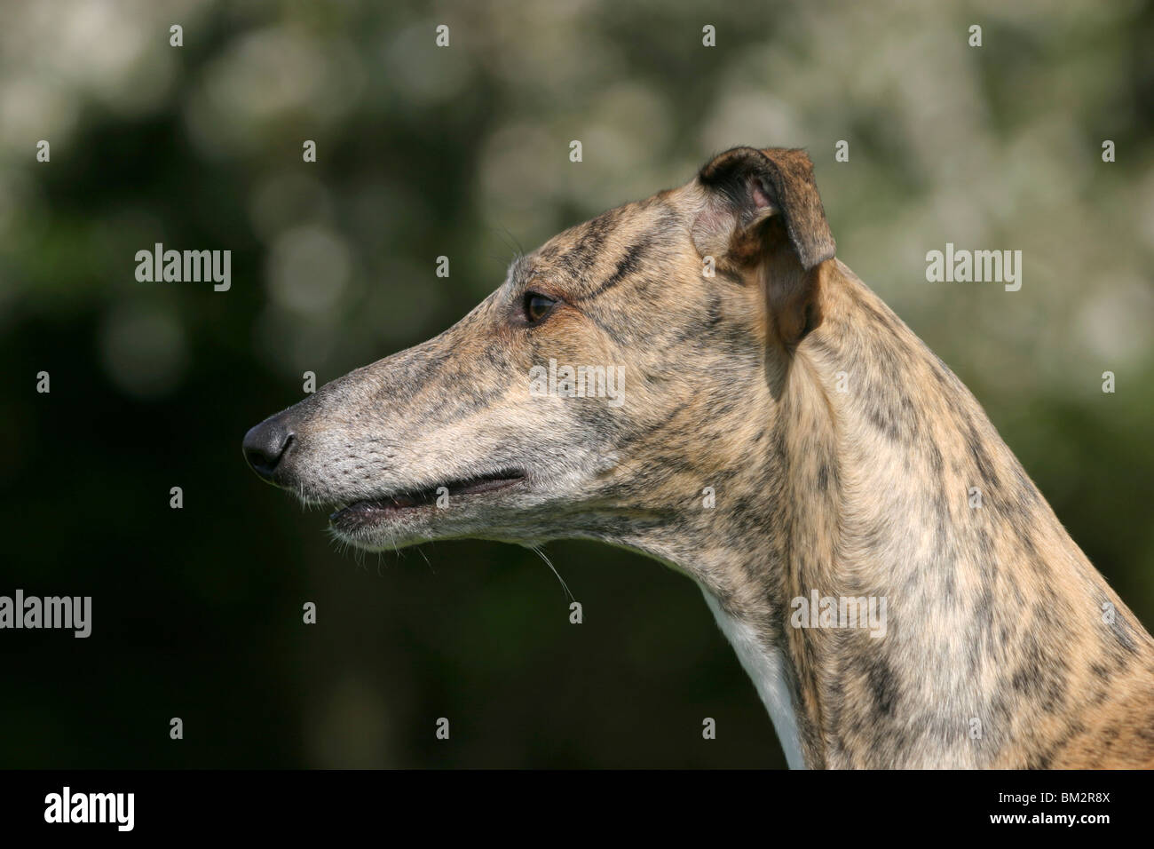 Greyhound im Portrait Stock Photo - Alamy