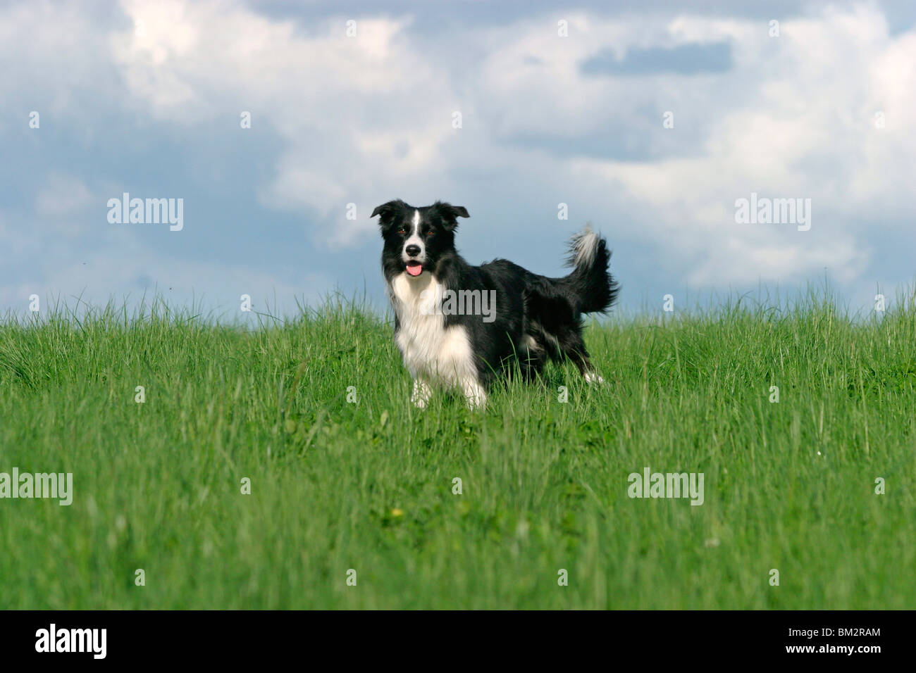 stehender / standing Border Collie Stock Photo - Alamy