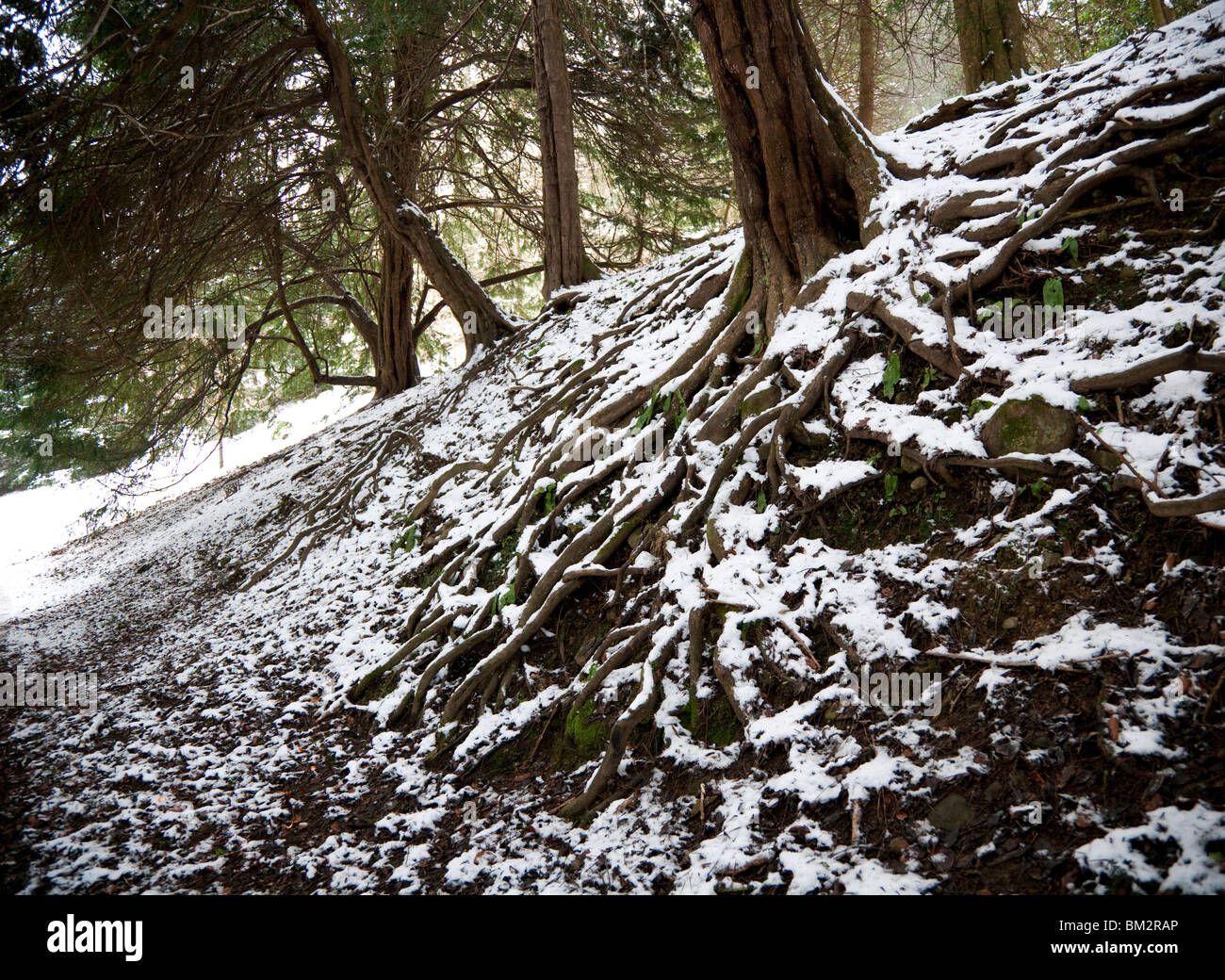 Woodland erosion hi-res stock photography and images - Alamy