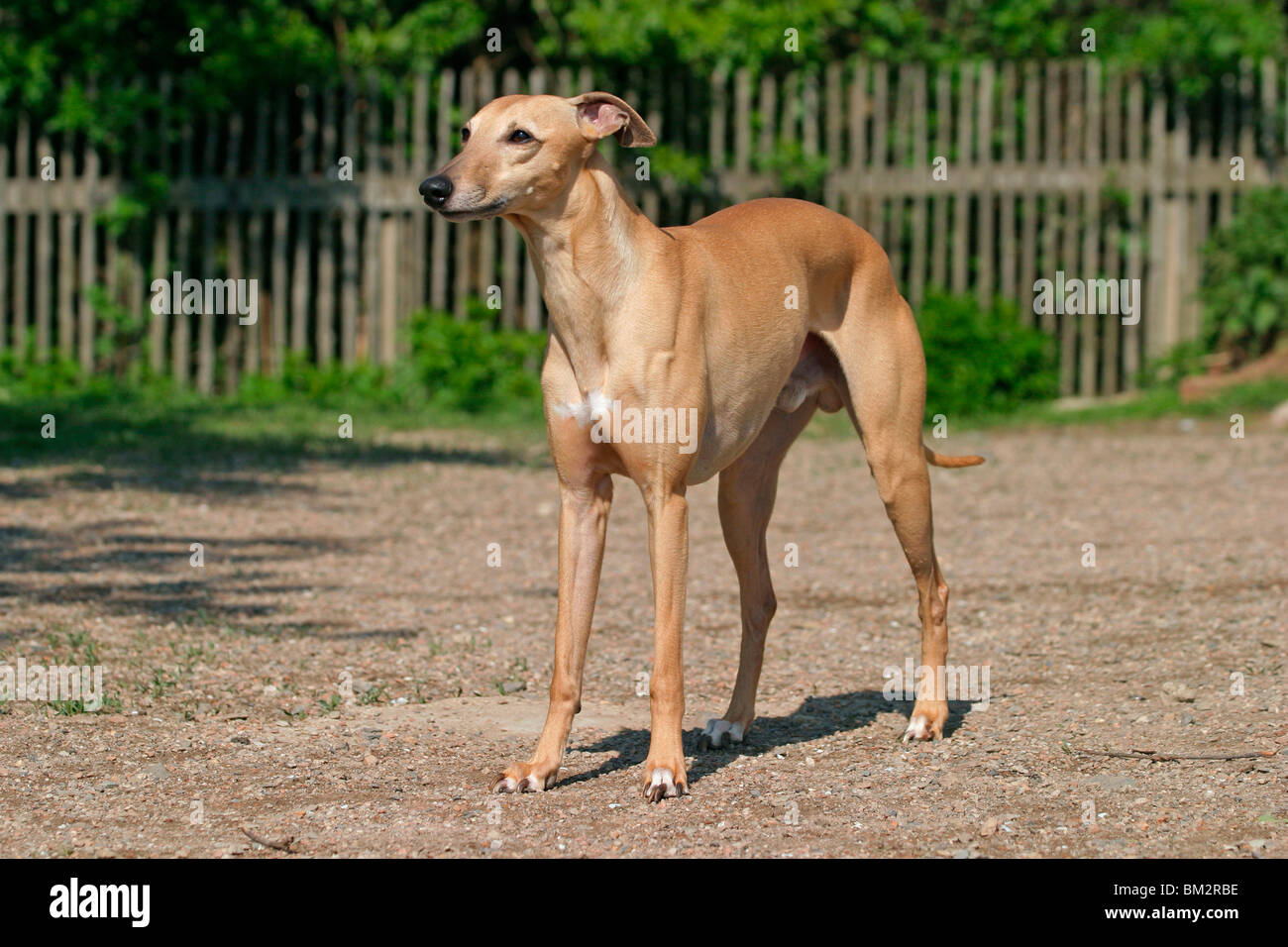 stehender Whippet / standing Whippet Stock Photo - Alamy