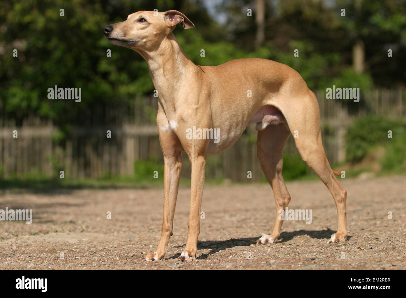 Pure Bred Whippet High Resolution Stock Photography and Images - Alamy