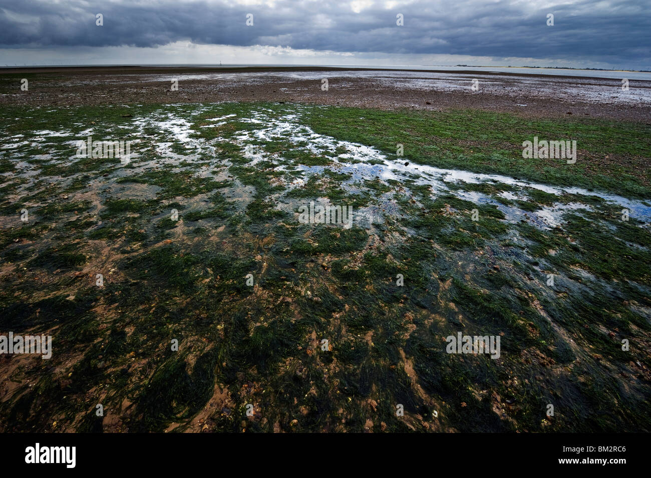 low tide at Mersea Island revealing the seashore, the shore is wet and ...
