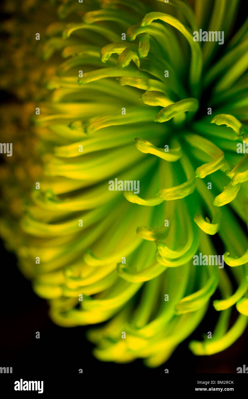 A close up of a green flower Stock Photo - Alamy