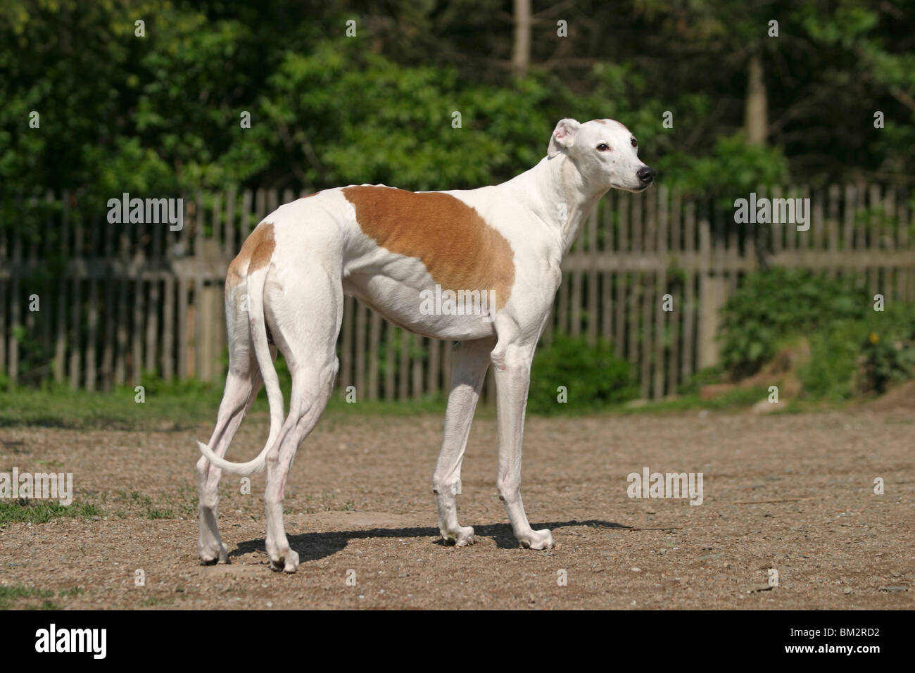 Standing greyhound hi-res stock photography and images - Alamy