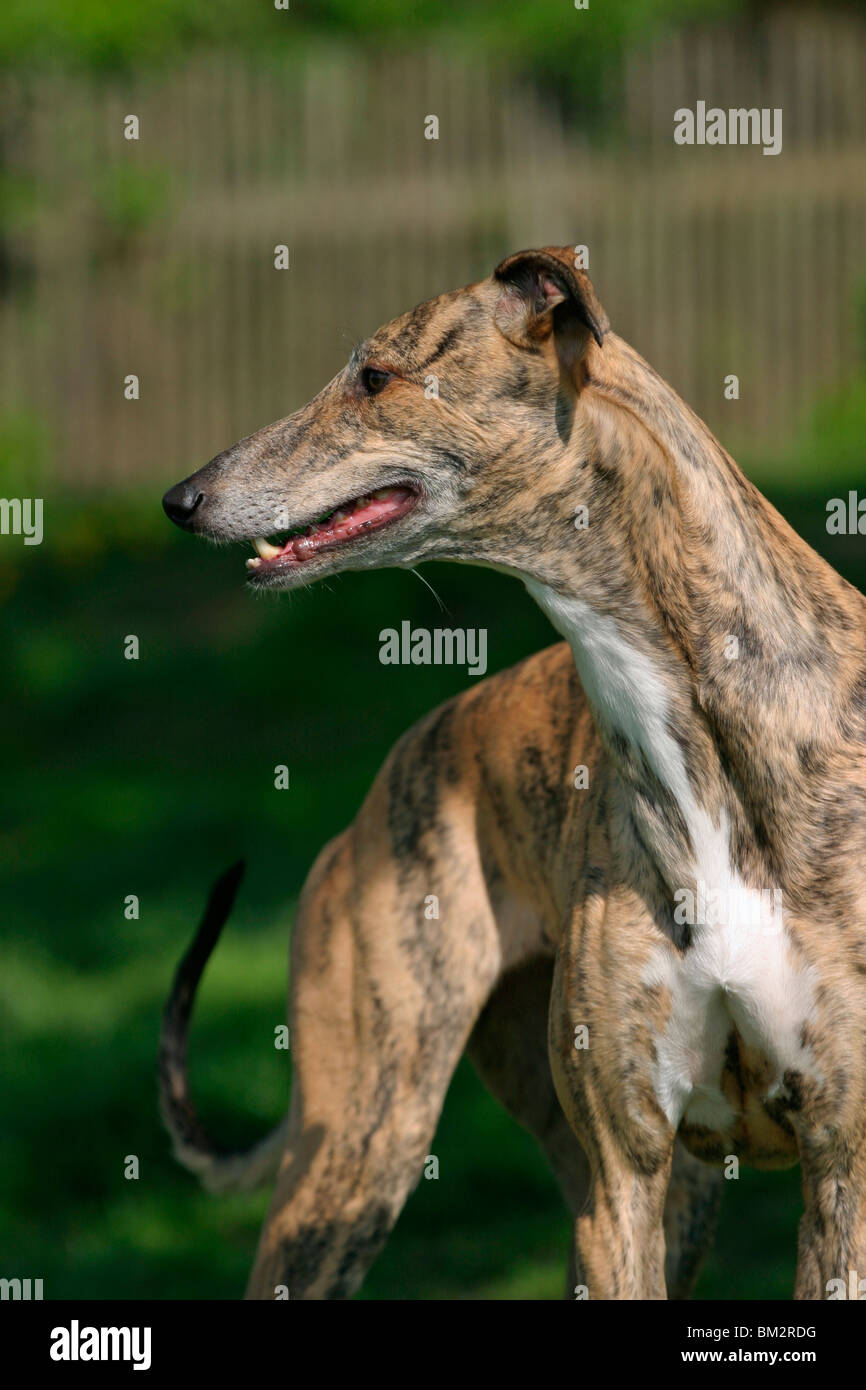Standing greyhound hi-res stock photography and images - Alamy