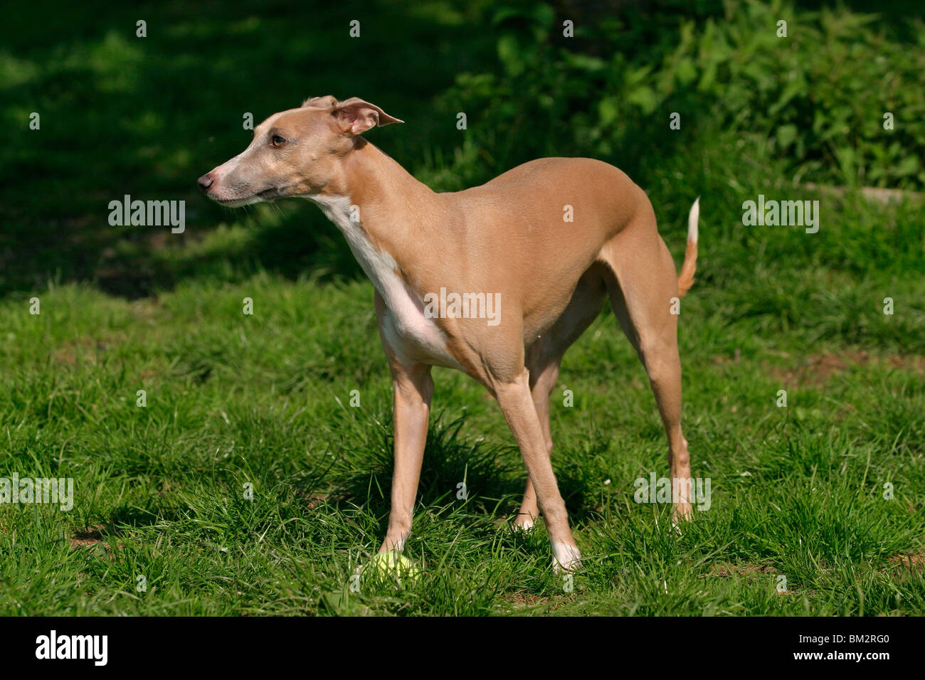 stehender Whippet / standing Whippet Stock Photo - Alamy