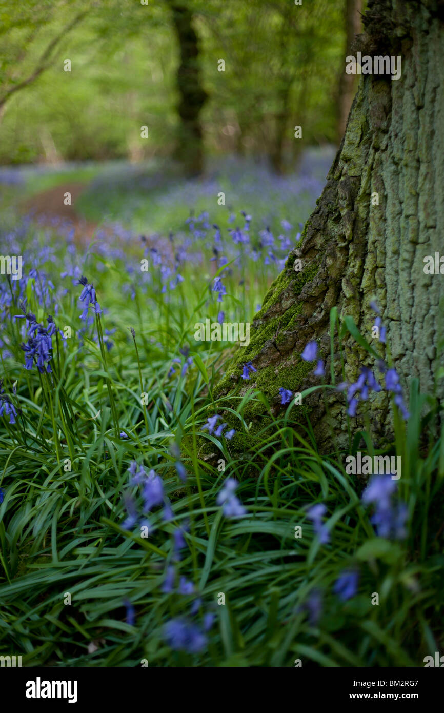 bluebells in woodland Stock Photo - Alamy