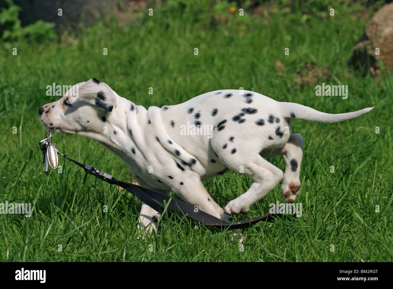 Are Dalmatians Good Running Dogs