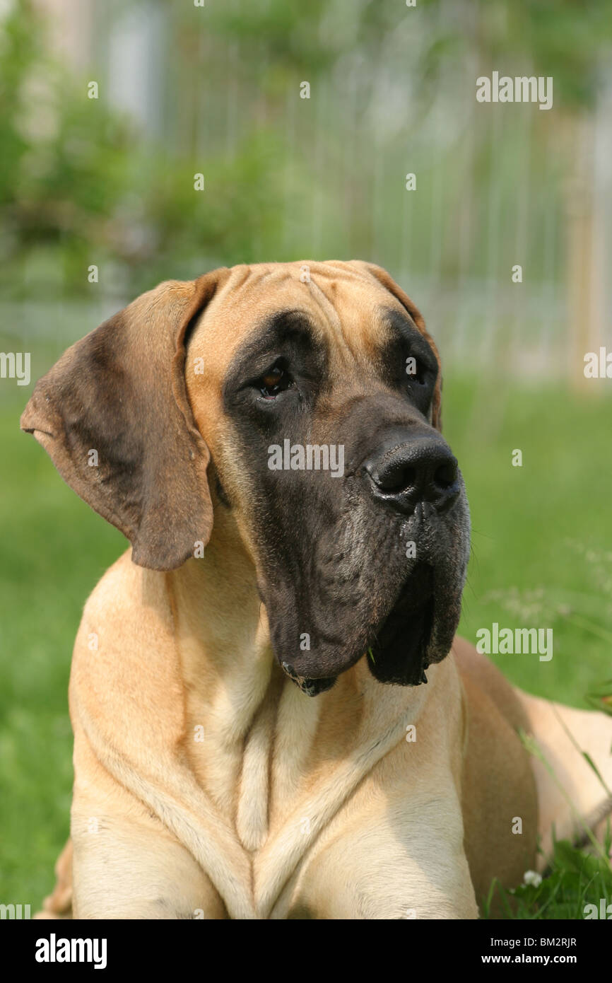 Dogge hi-res stock photography and images - Alamy