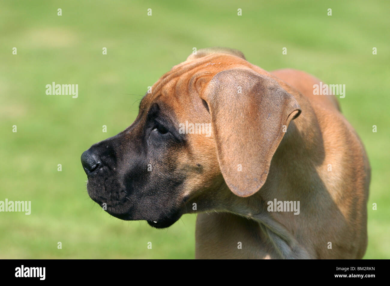 Deutsche Dogge Welpe Portrait / great dane puppy portrait Stock Photo ...