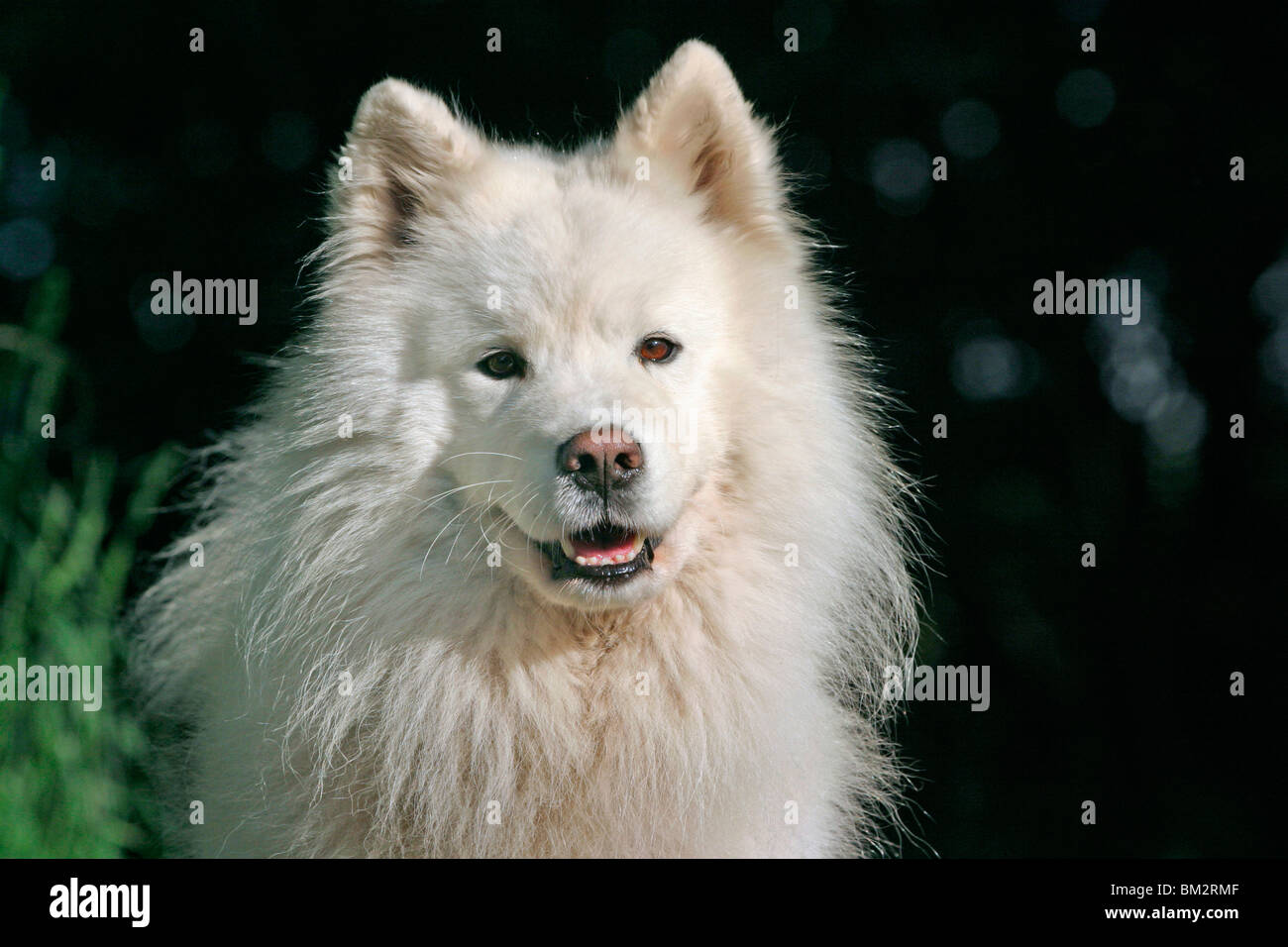 Samojede / Samoyed Portrait Stock Photo - Alamy