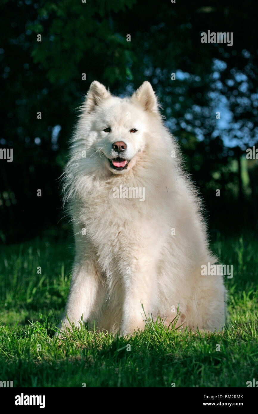 sitzender Samojede / sitting samoyed Stock Photo - Alamy