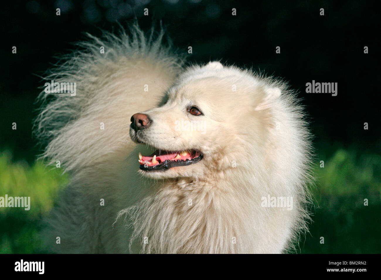 Samojede / Samoyed Portrait Stock Photo - Alamy