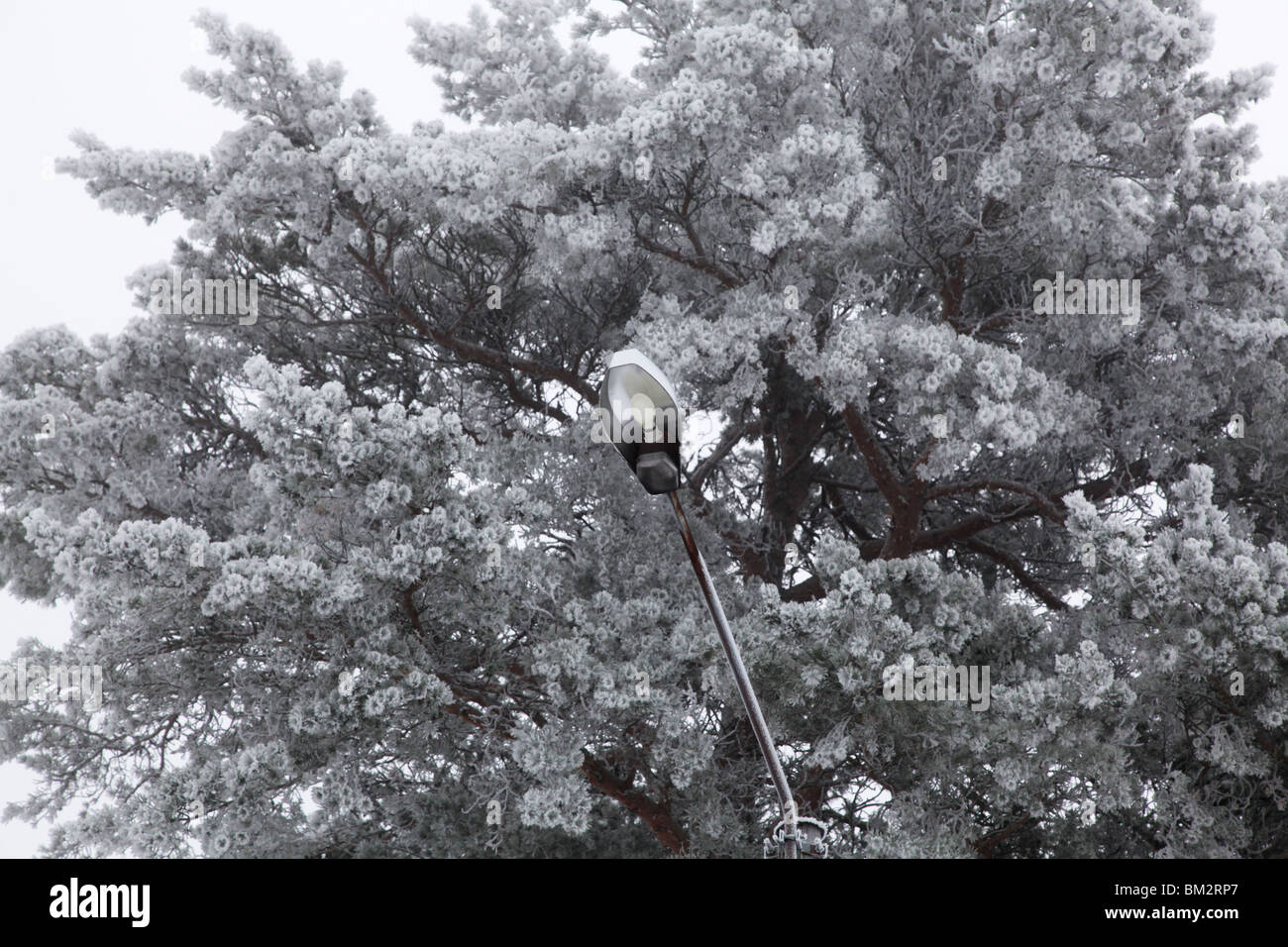 FROZEN STREET LAMP: Street lamp frozen snow ice covered forest in Godby ...