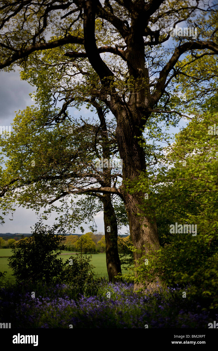 Edge of woodland hi-res stock photography and images - Alamy