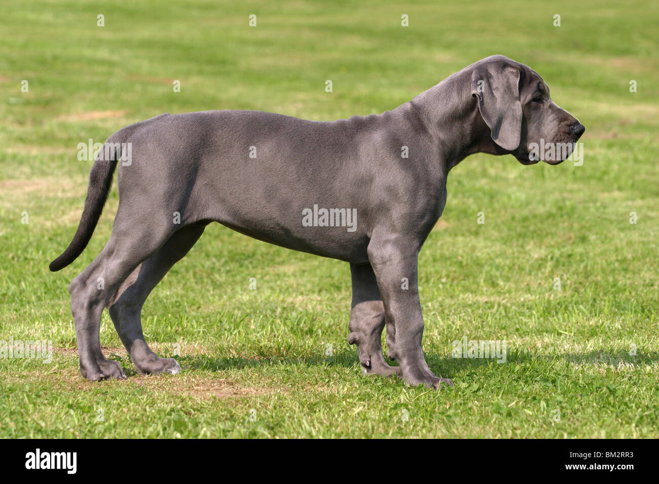 Blaue dogge hi-res stock photography and images - Alamy