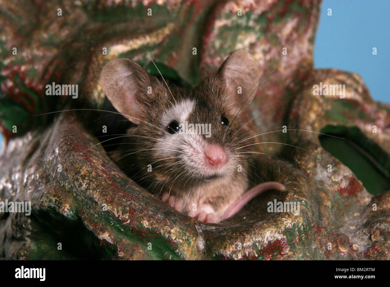 Maus / mouse Stock Photo - Alamy