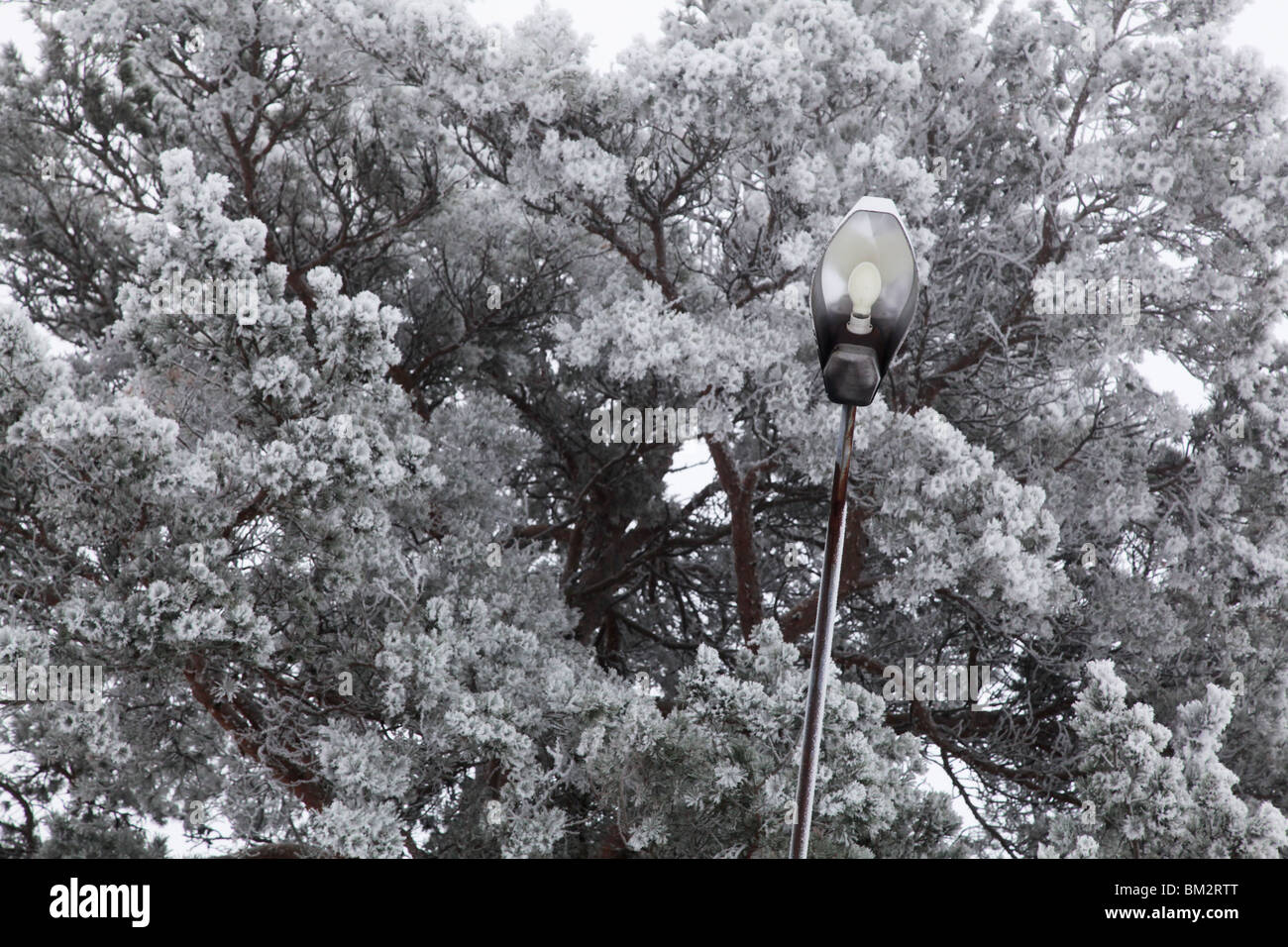 FROZEN STREET LAMP: Street lamp frozen snow ice covered forest in Godby ...