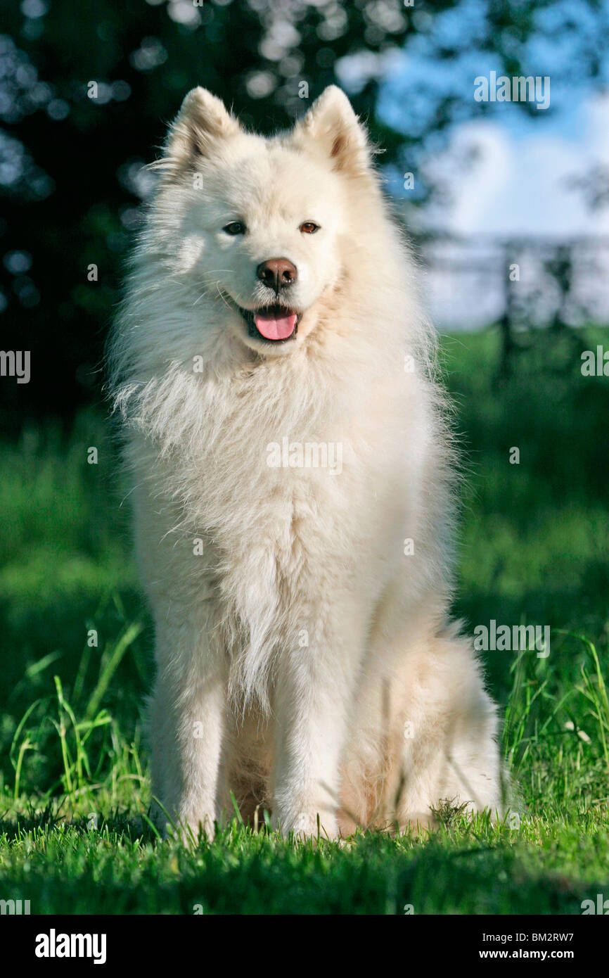 sitzender Samojede / sitting samoyed Stock Photo - Alamy