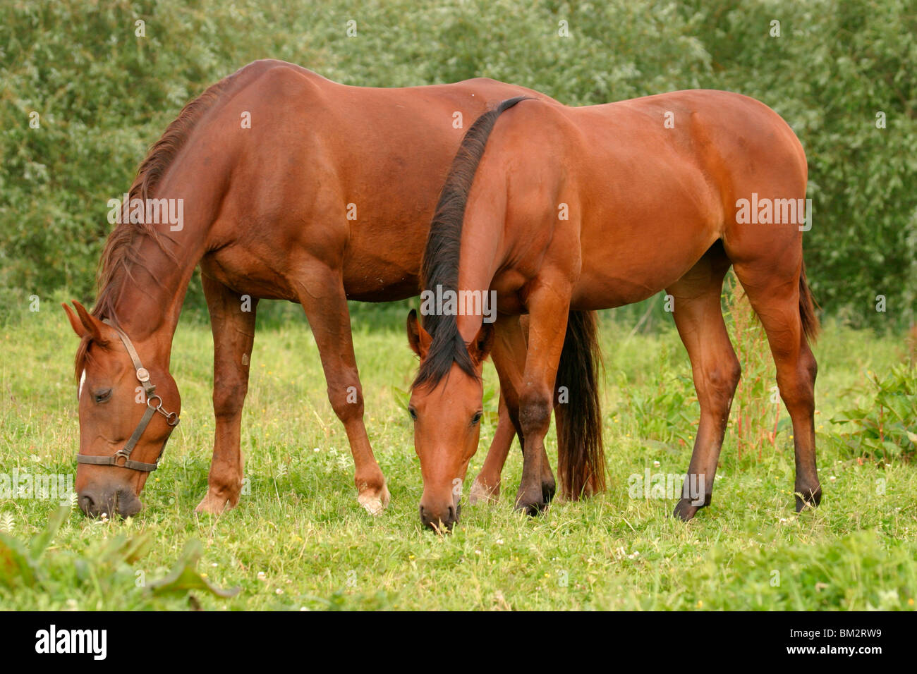 grasende Pferde / grazing horses Stock Photo - Alamy