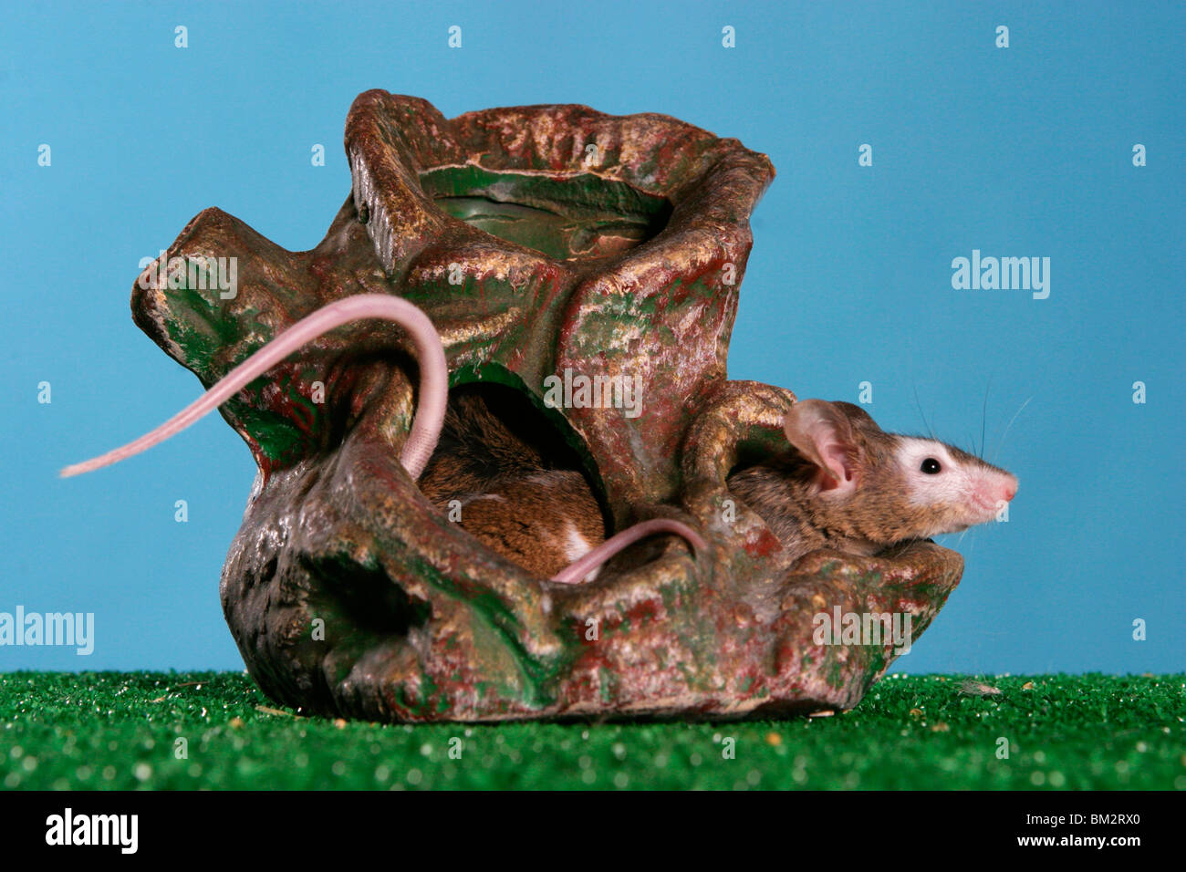 Maus / mouse Stock Photo - Alamy