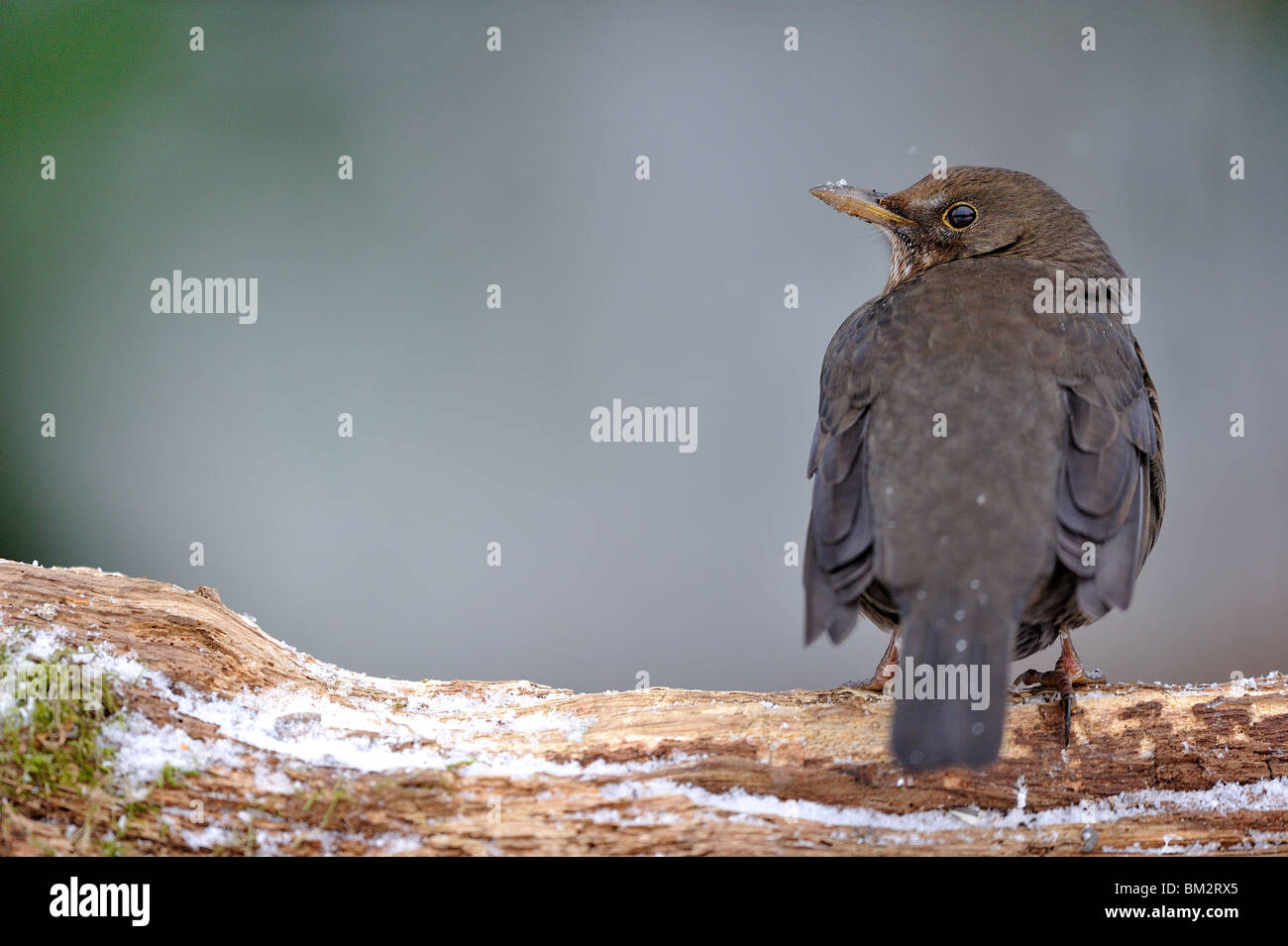 Female blackbird dead bird hi-res stock photography and images - Alamy