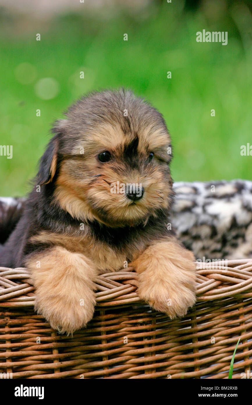 Lowchen puppy hi-res stock photography and images - Alamy