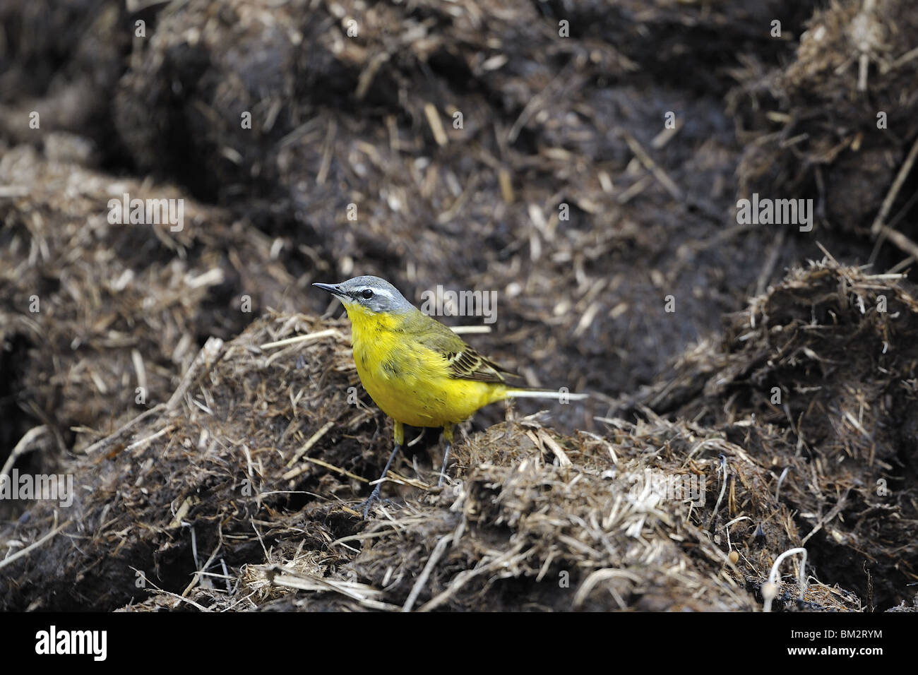 Blue headed yellow wagtail hi-res stock photography and images - Alamy