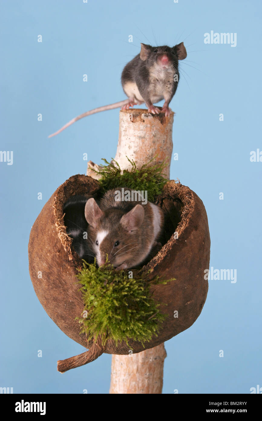 Maus / mouse Stock Photo - Alamy