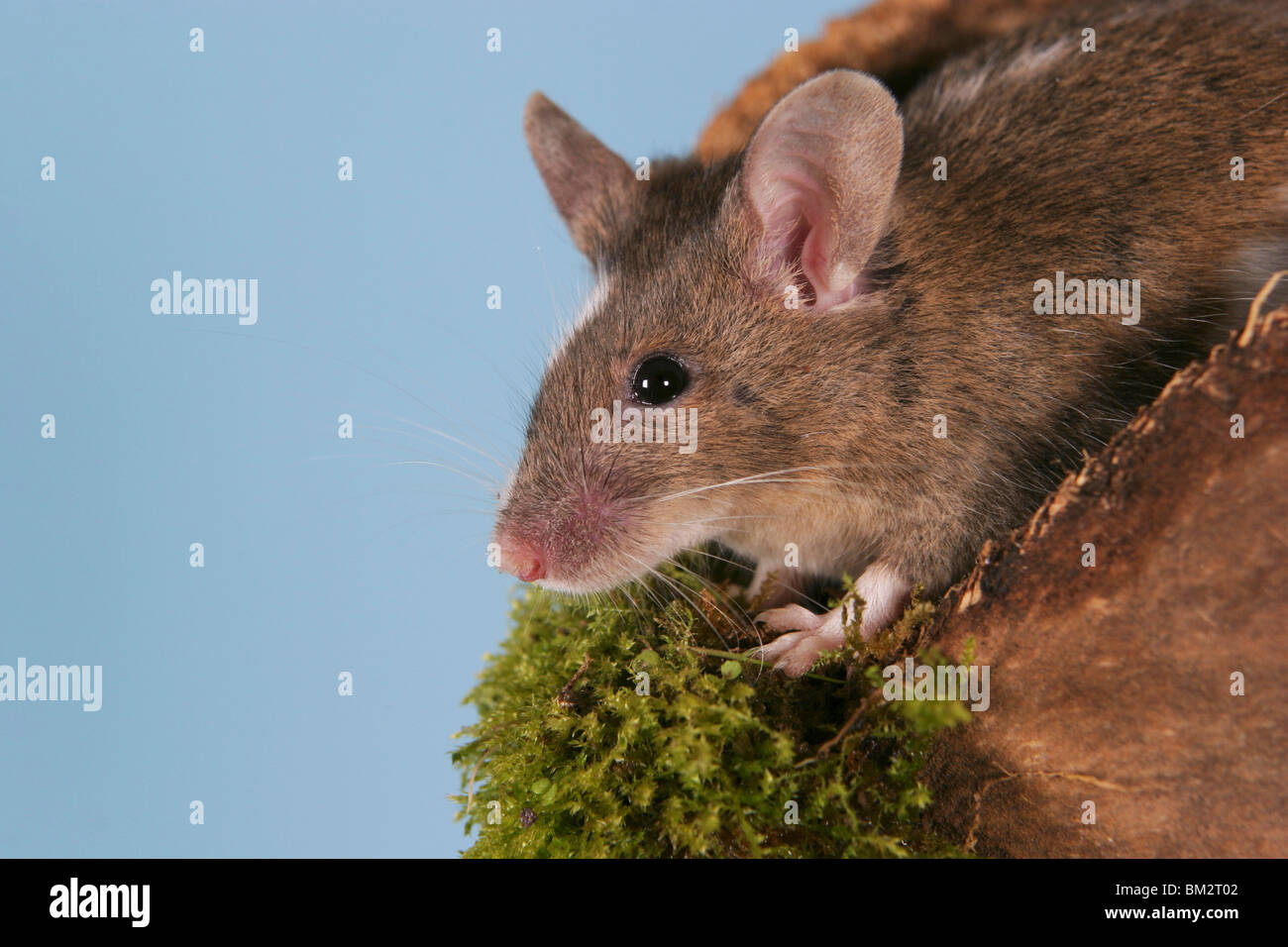 Maus / mouse Stock Photo - Alamy