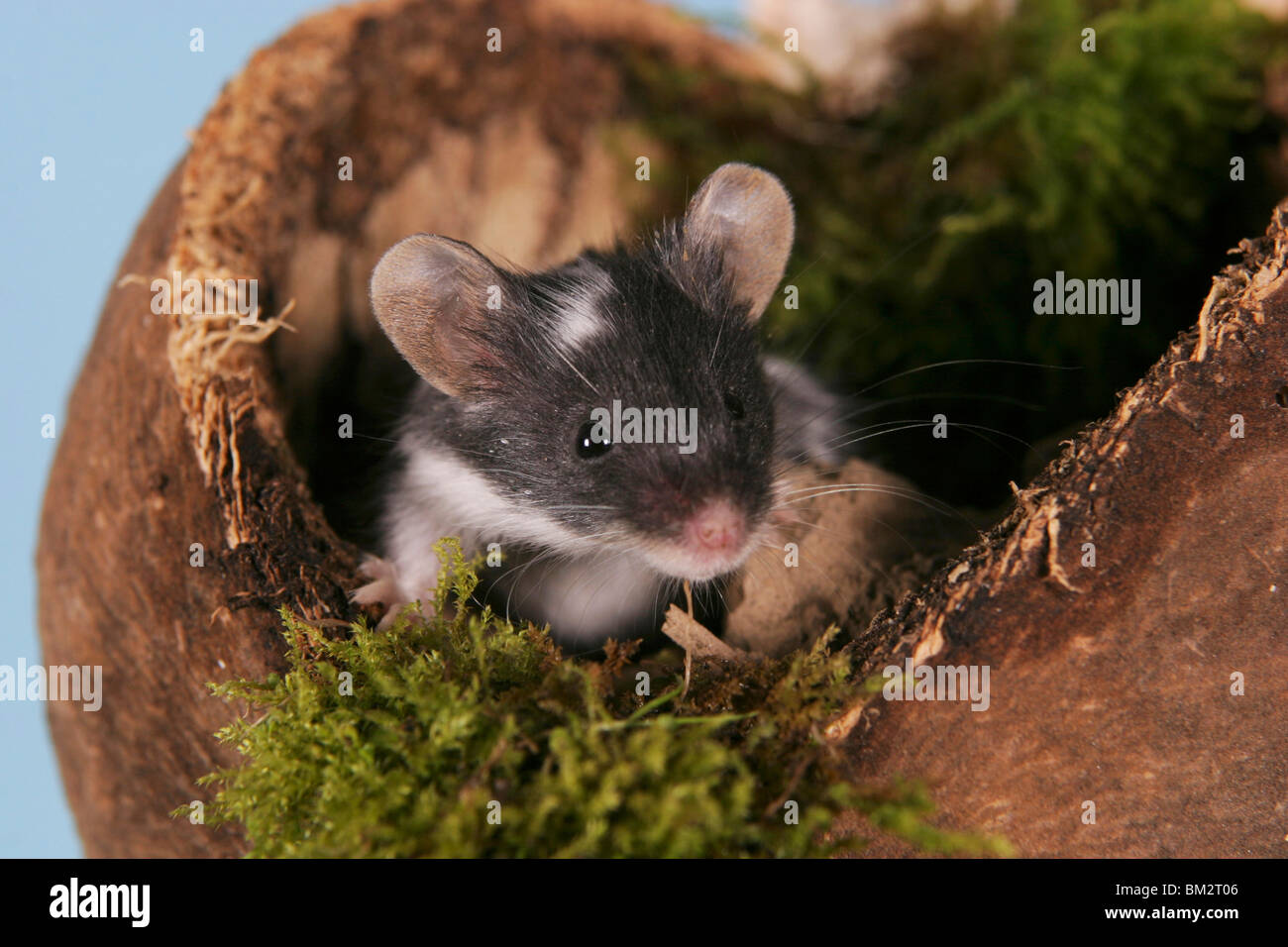 Maus / mouse Stock Photo - Alamy