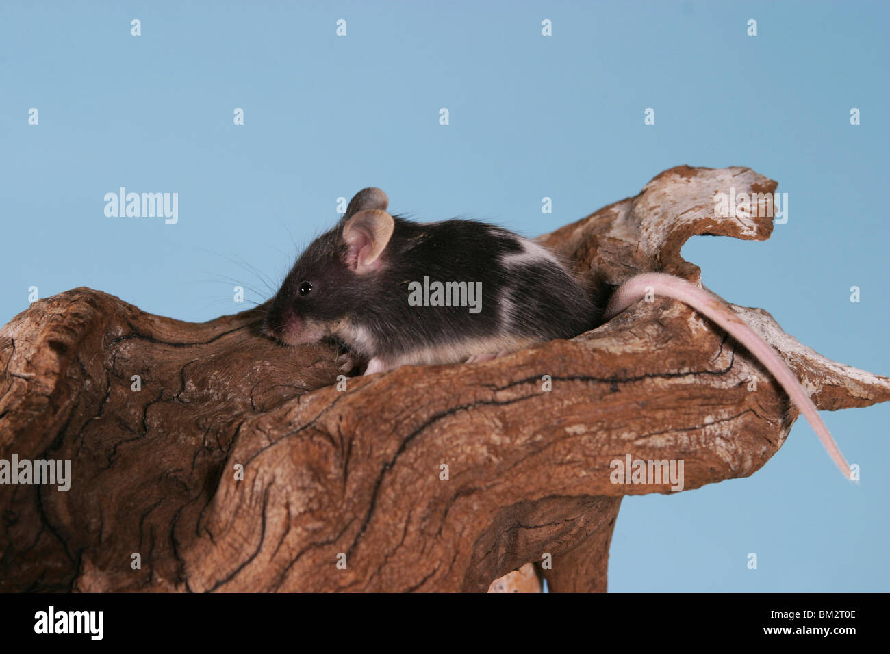 Maus / mouse Stock Photo - Alamy