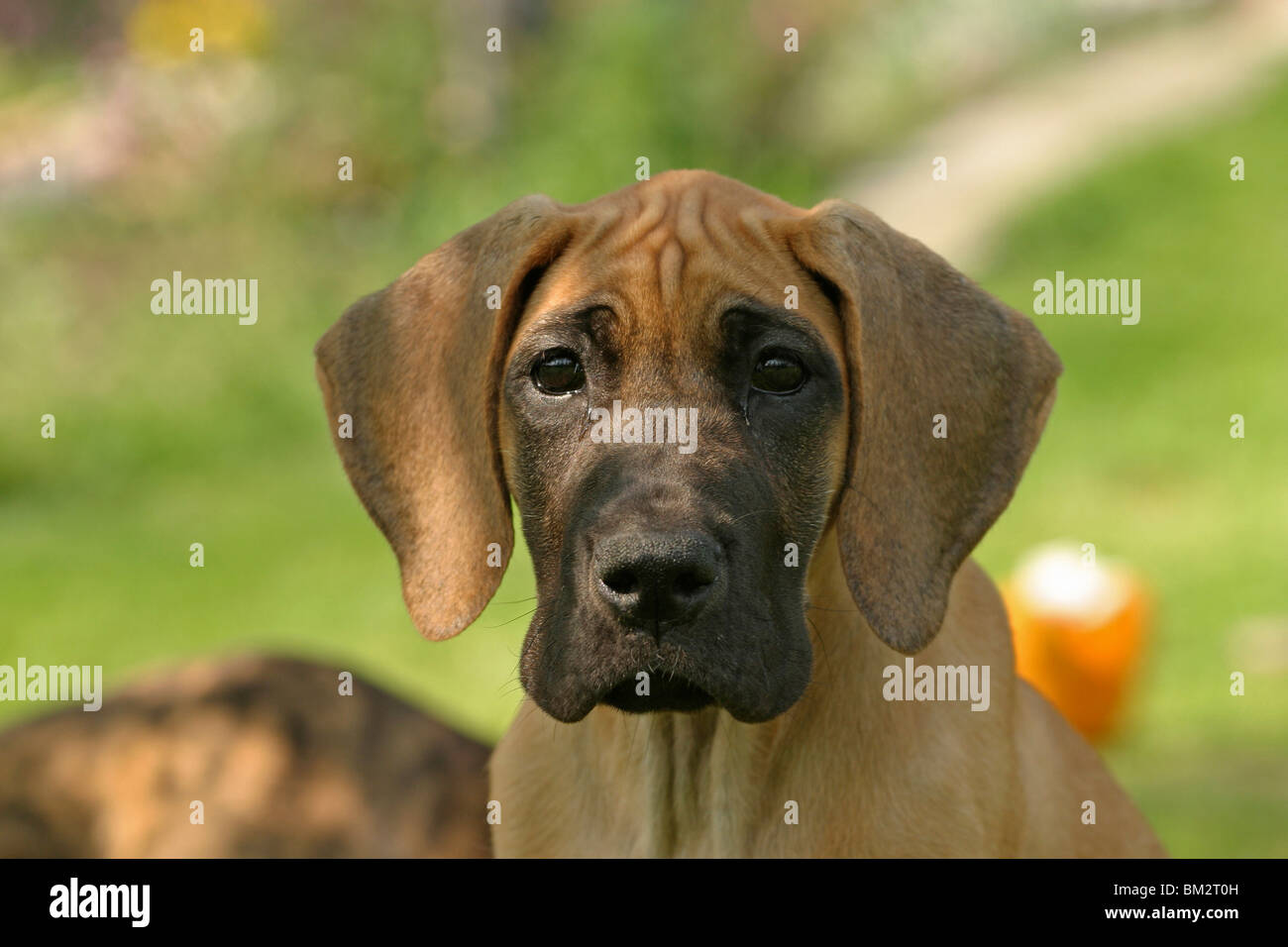 Deutsche Dogge Welpe / great dane puppy Portrait Stock Photo - Alamy