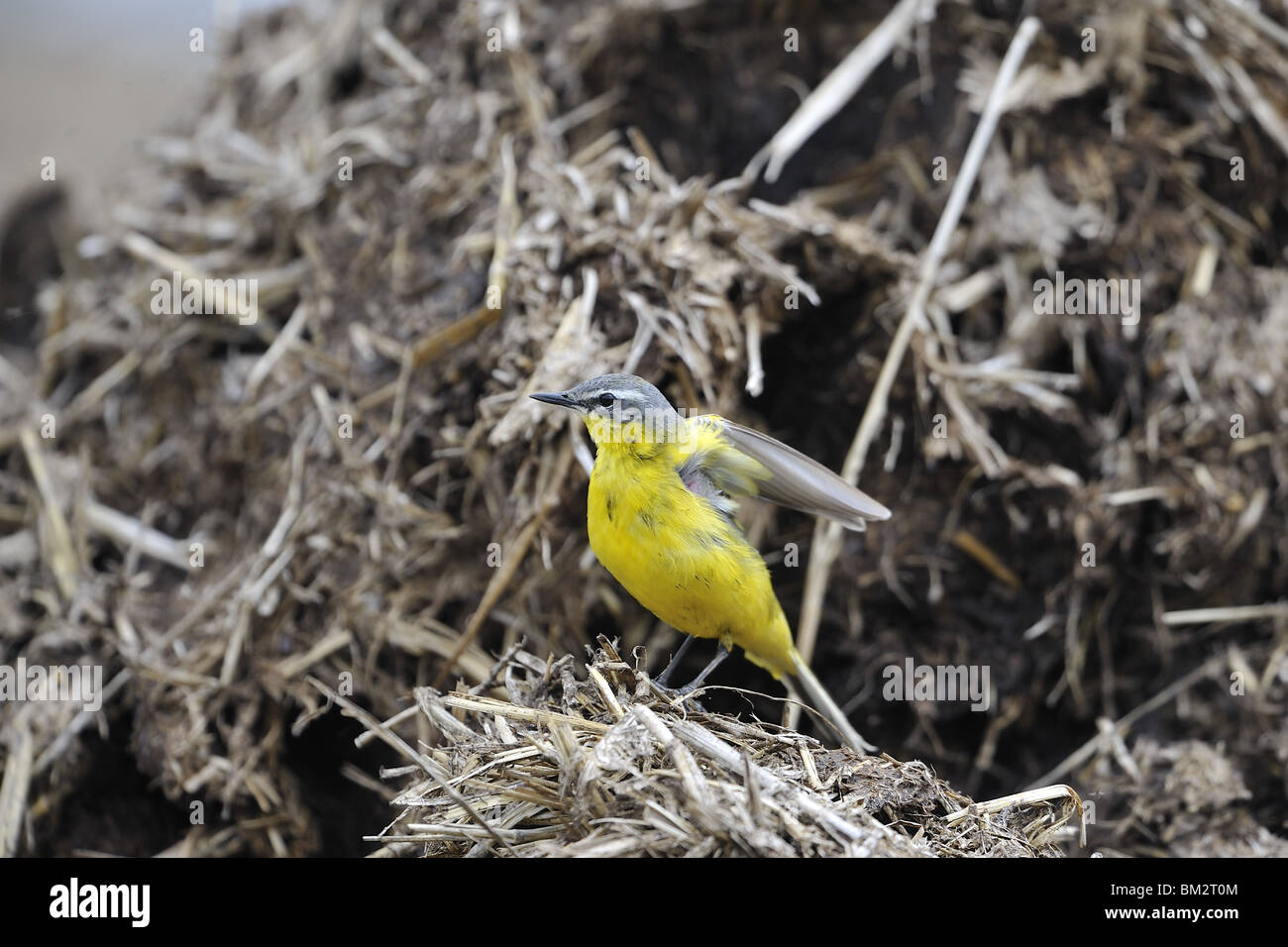Blue headed yellow wagtail hi-res stock photography and images - Alamy