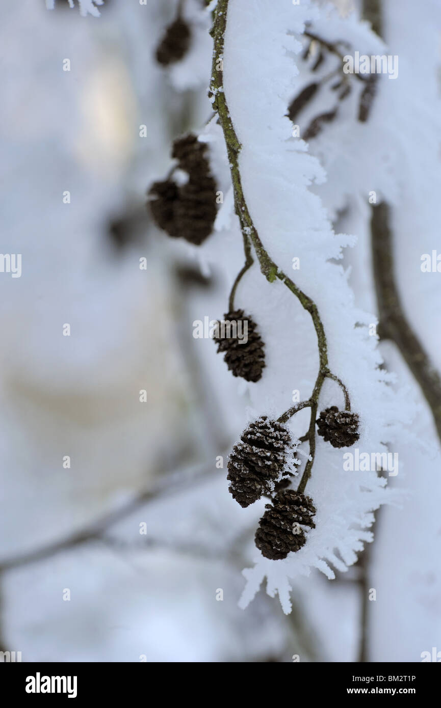 Alder tree cones winter hi-res stock photography and images - Alamy