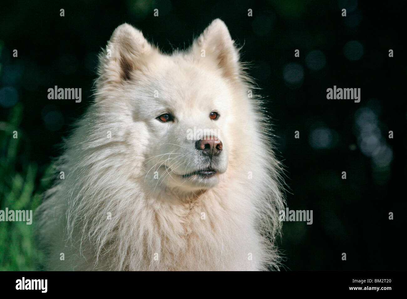 Samojede / Samoyed Portrait Stock Photo - Alamy
