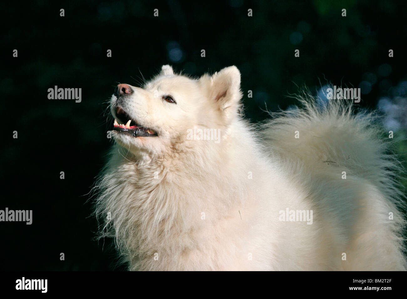 Samojede animals hi-res stock photography and images - Alamy