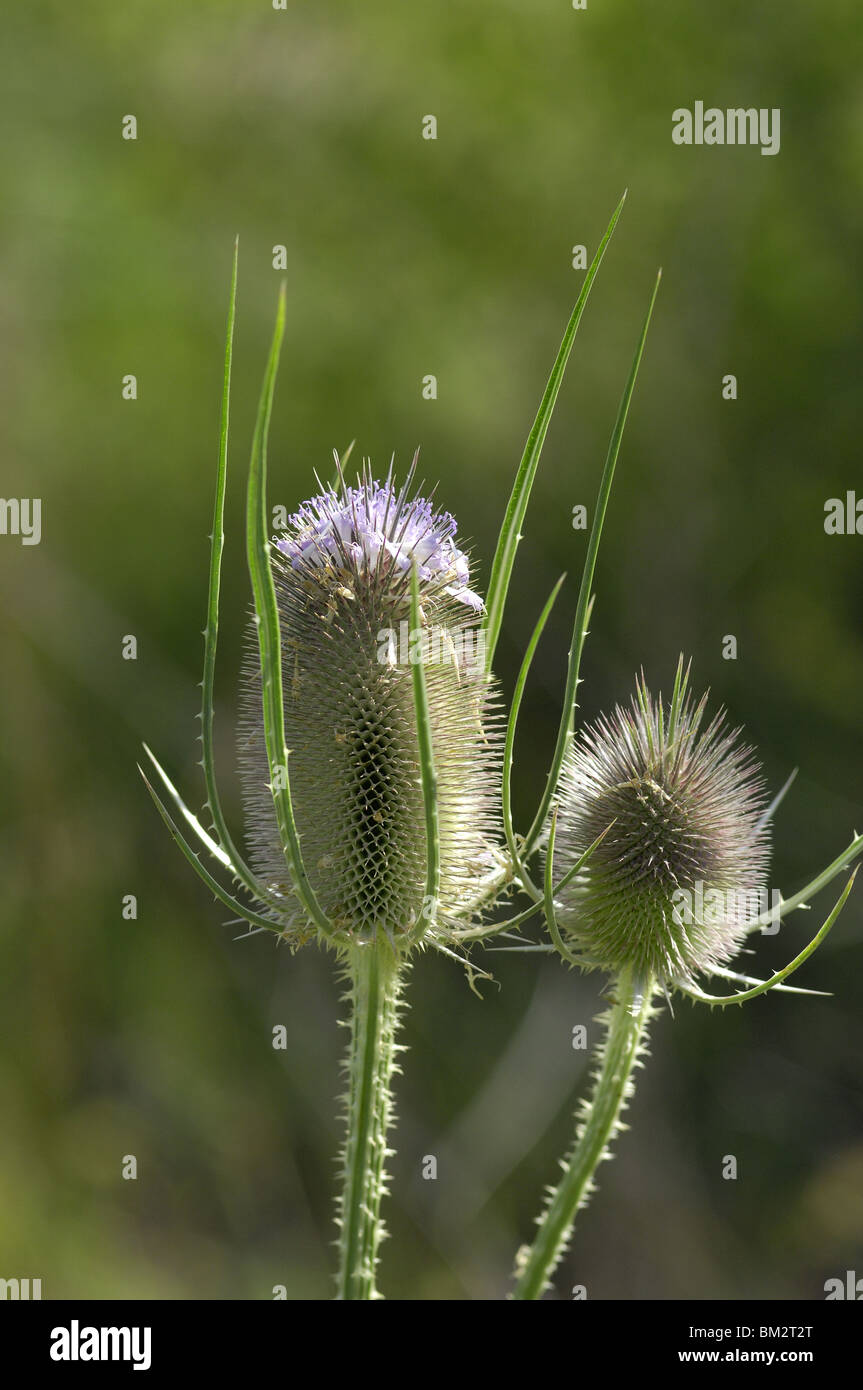 Wild teasel (Fuller's teasel) flowering at spring Stock Photo - Alamy