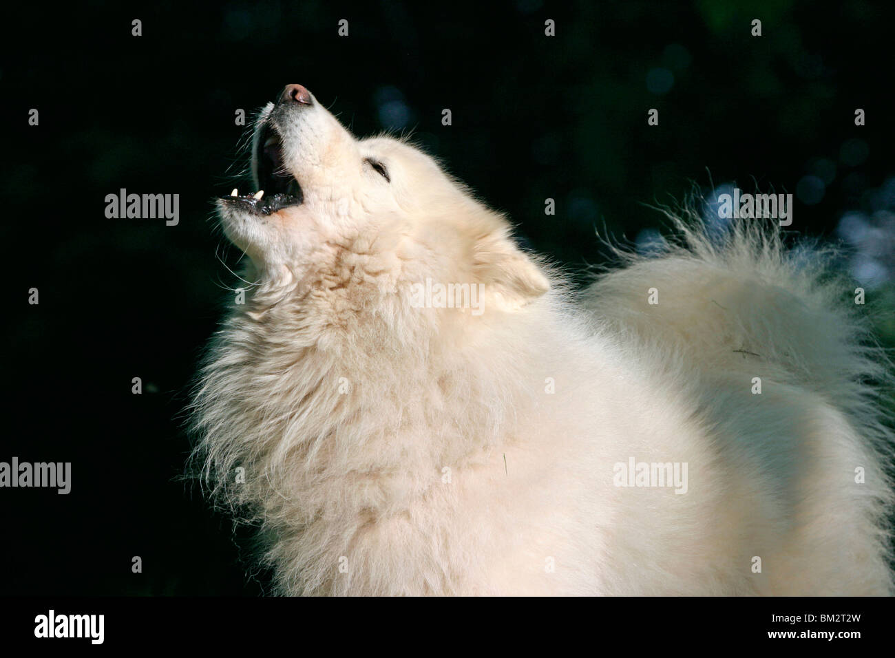 Samojede animals hi-res stock photography and images - Alamy