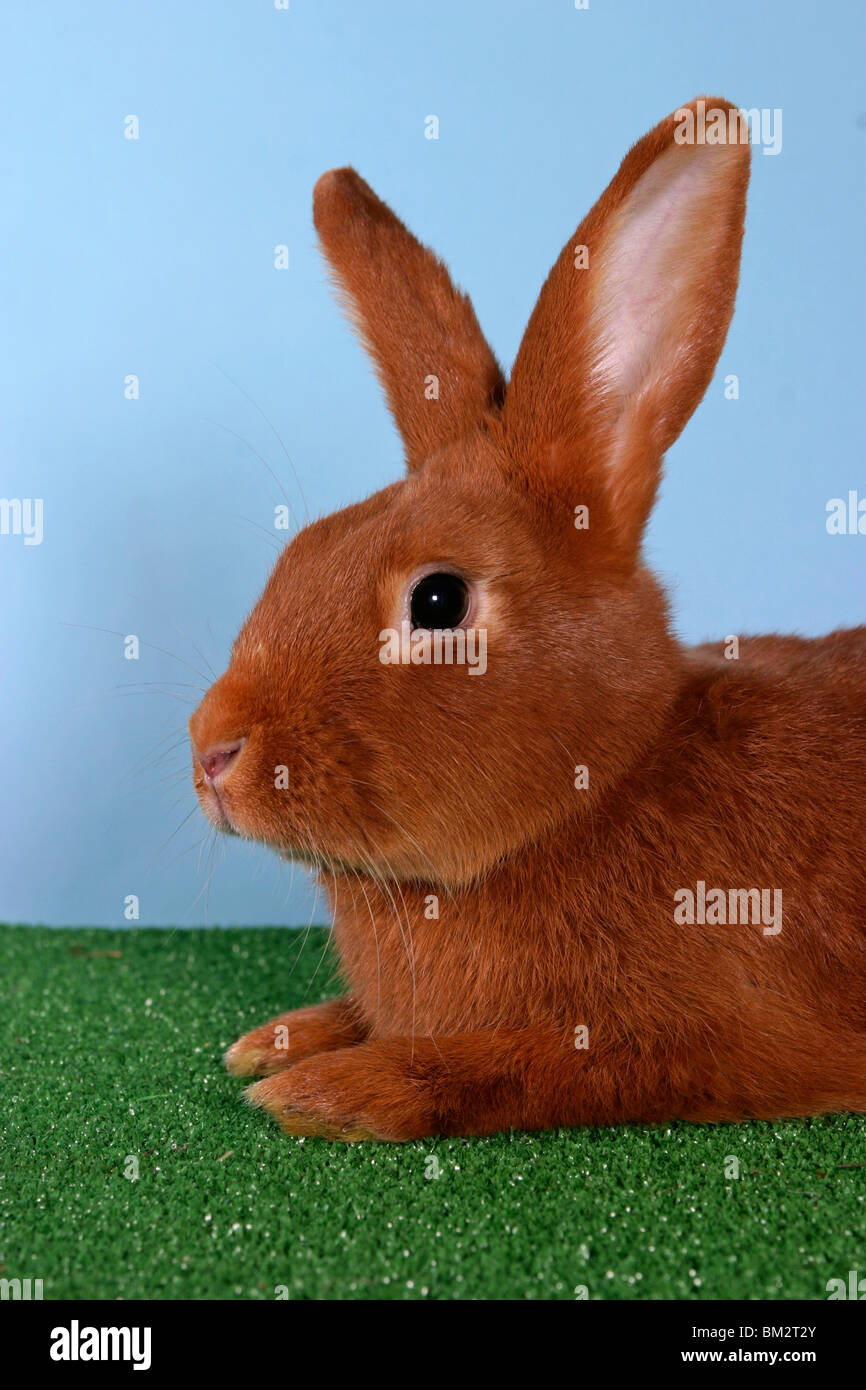 Kaninchen / rabbit Stock Photo - Alamy